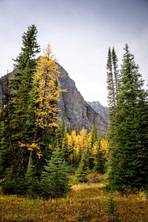 O'Brien Lake Hike - Banff National Park - Travel Banff Canada