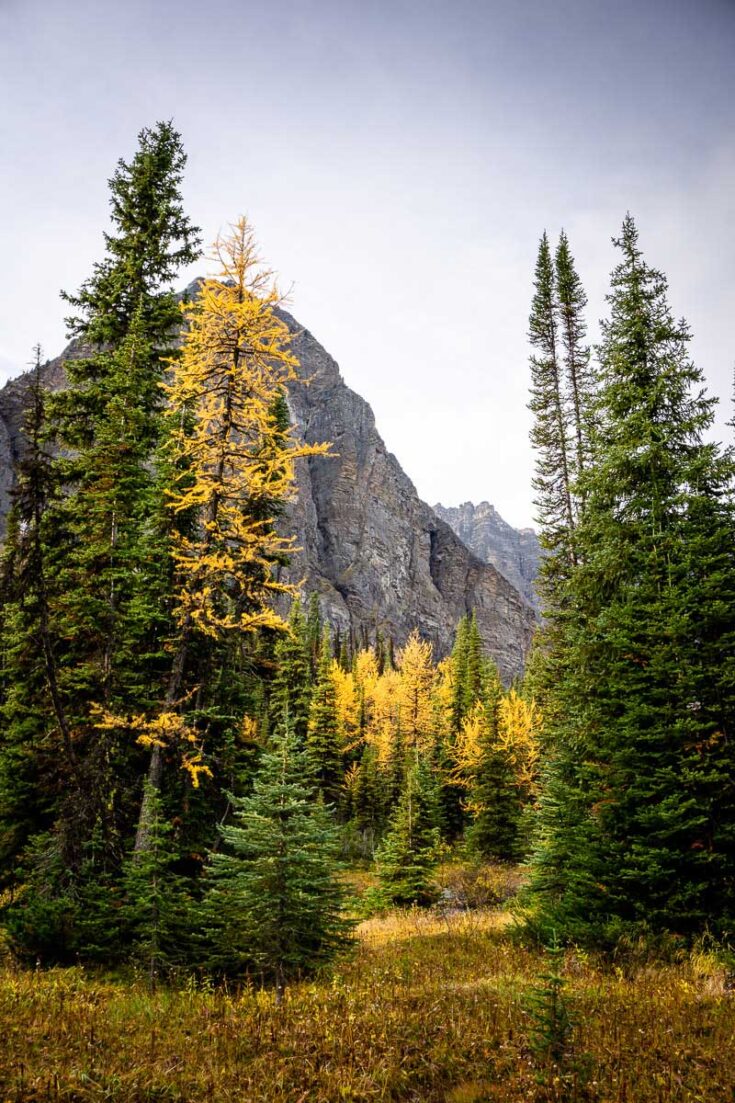 Taylor Lake Hike in Banff National Park - Travel Banff Canada