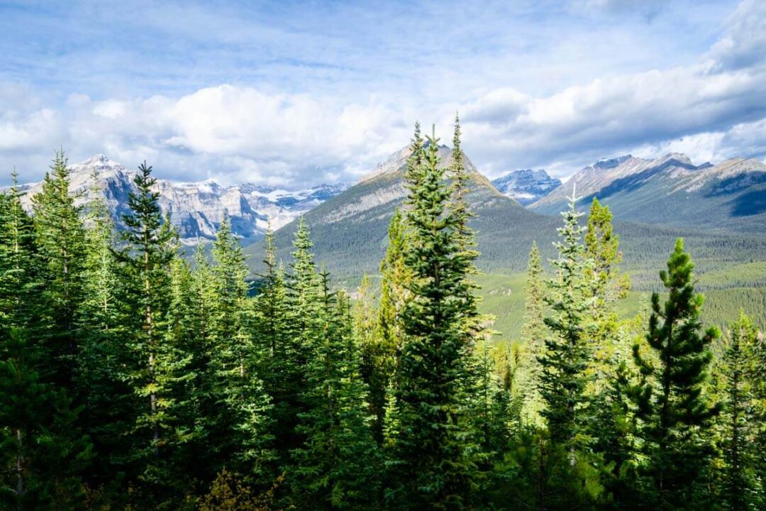 Arnica Lake Trail in Banff National Park - Travel Banff Canada
