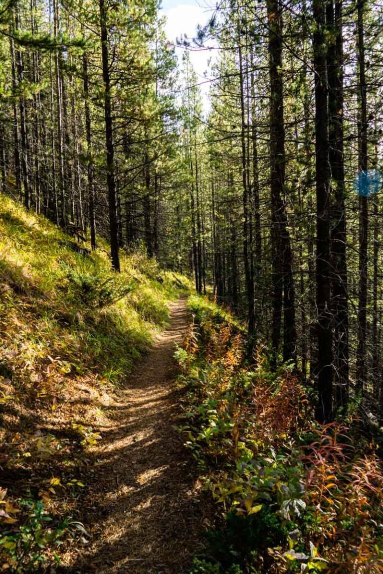 Arnica Lake Trail in Banff National Park - Travel Banff Canada