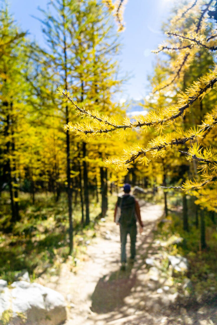22 AMAZING Larch Hikes in Alberta - Travel Banff Canada