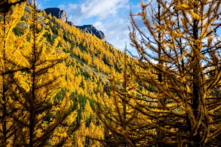Sentinel Pass Hike via Larch Valley in Banff National Park - Travel ...