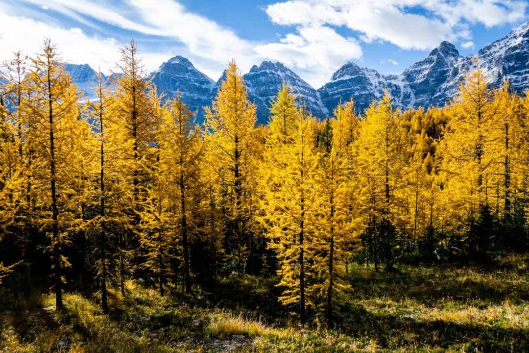 17 INCREDIBLE Larch Hikes in Banff National Park for 2025 - Travel ...