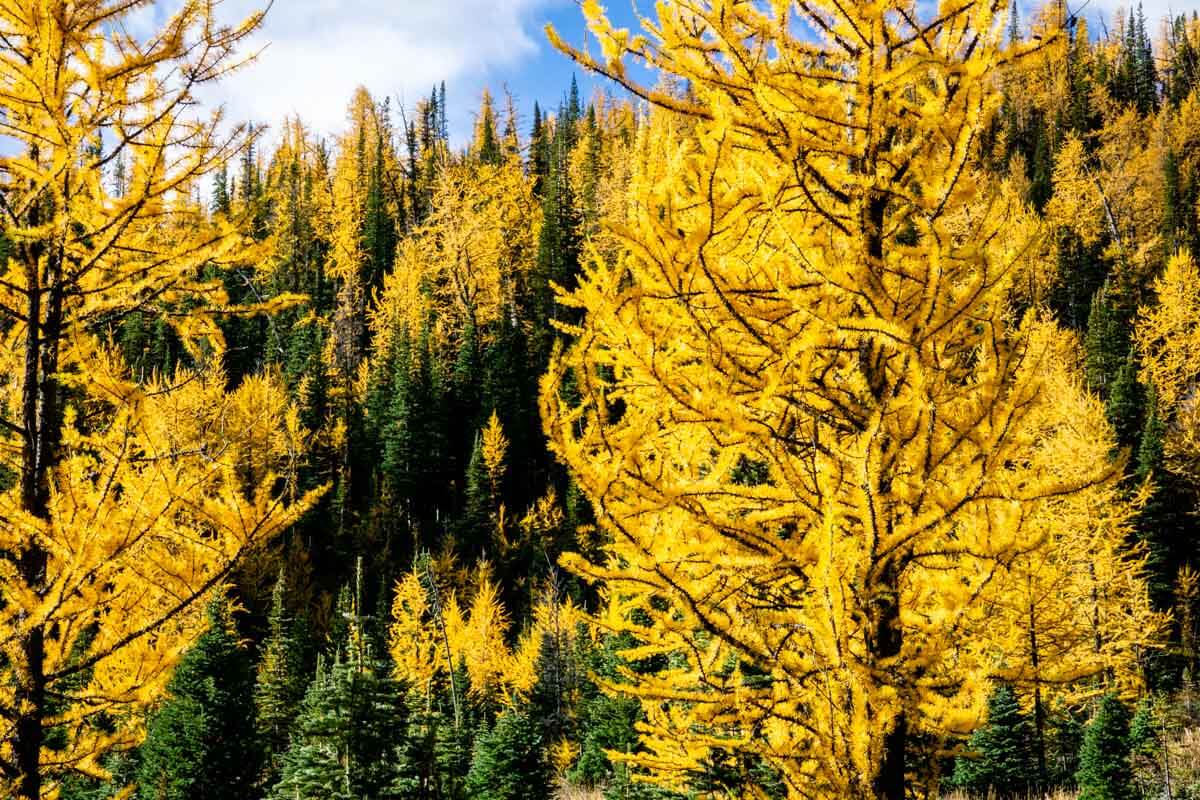 Sentinel Pass Hike via Larch Valley in Banff National Park - Travel ...