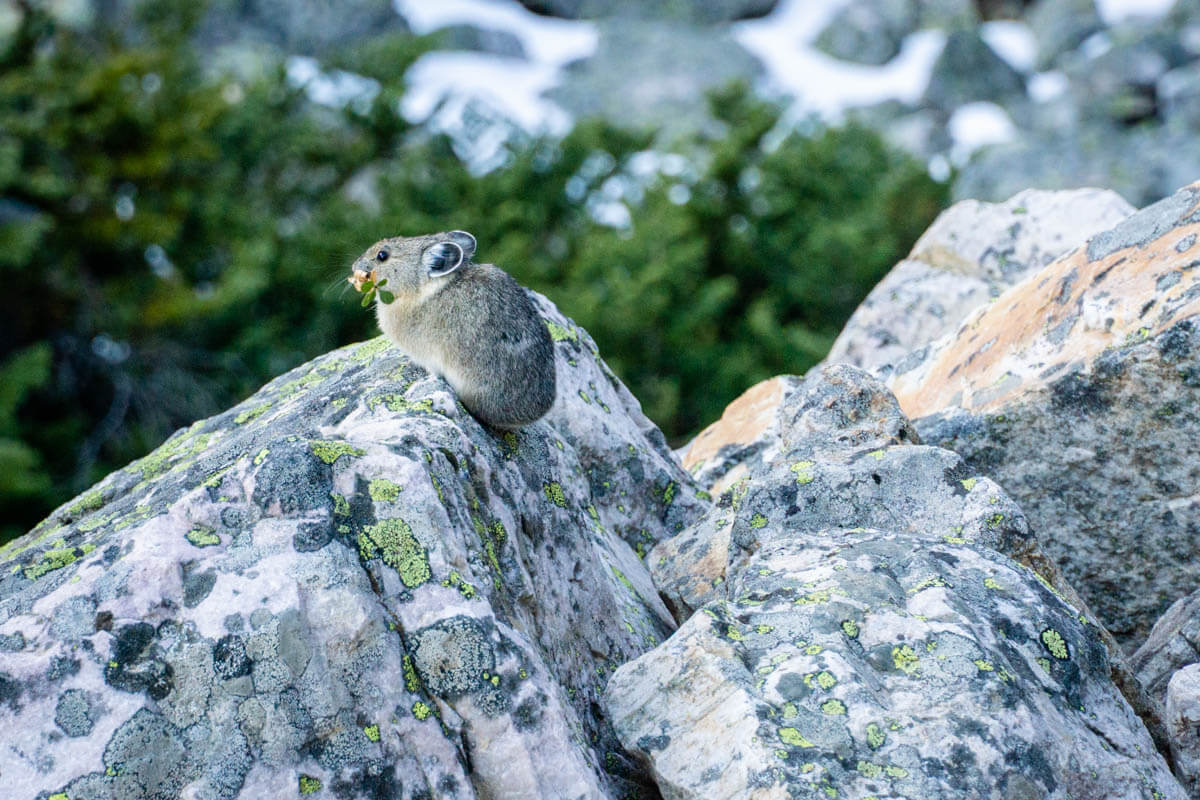 Big Beehive Hike in Lake Louise - Travel Banff Canada