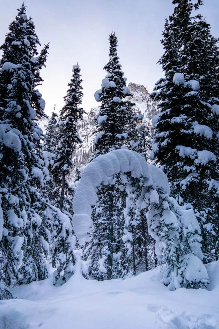 Fairview Lookout Snowshoe Trail at Lake Louise - Travel Banff Canada