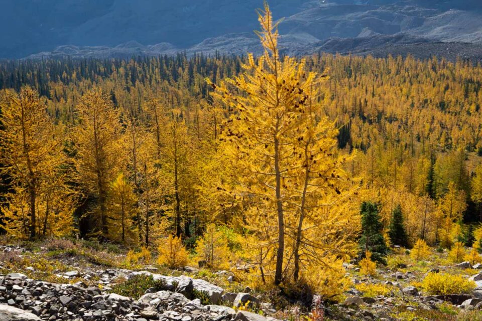 22 AMAZING Larch Hikes in Alberta - Travel Banff Canada
