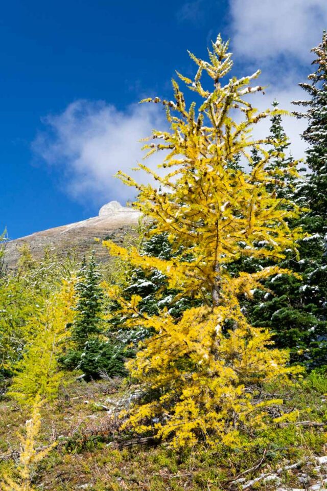 22 AMAZING Larch Hikes in Alberta - Travel Banff Canada