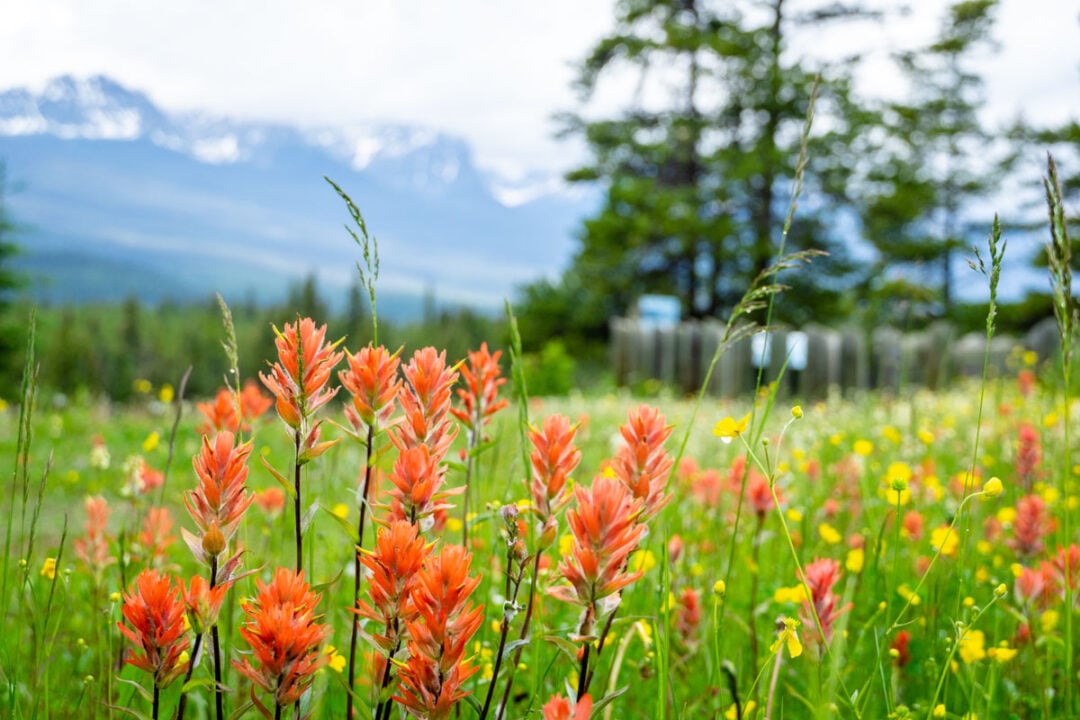 Banff in July: Weather, Tips & Things to Do - Travel Banff Canada