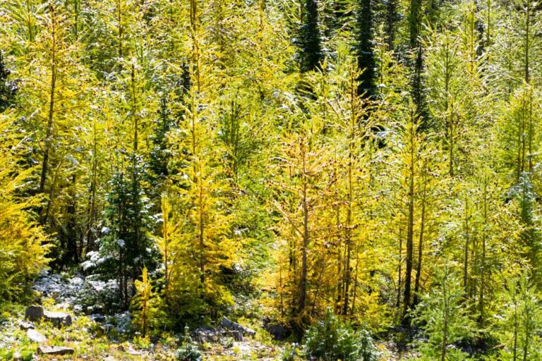 Eiffel Lake Hike in Banff National Park - Travel Banff Canada