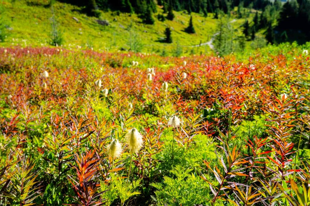 Sunshine Meadows Hike in Banff National Park - Travel Banff Canada
