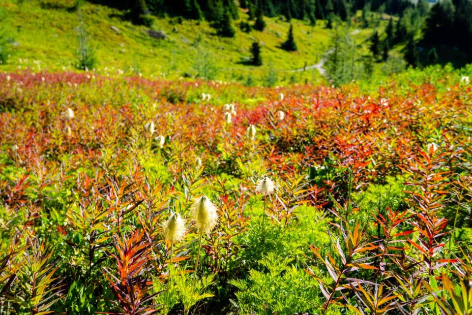 Sunshine Meadows Hike in Banff National Park - Travel Banff Canada