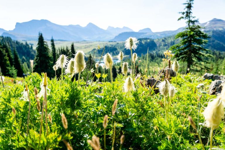 Sunshine Meadows Hike in Banff National Park - Travel Banff Canada