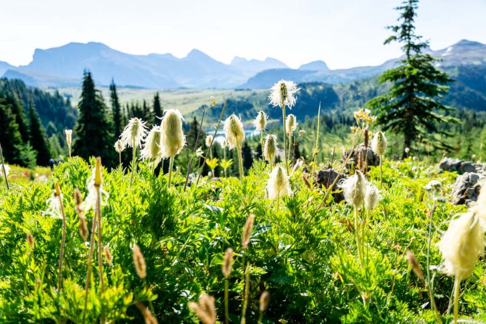 Visiting Banff in August: Guide from a Local - Travel Banff Canada