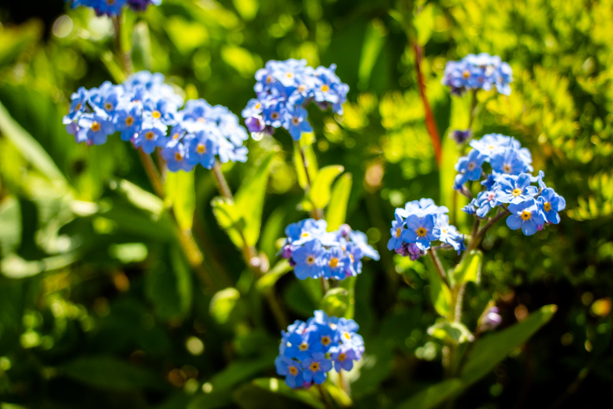 Sunshine Meadows Hike in Banff National Park - Travel Banff Canada