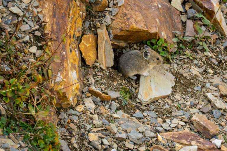 How to Visit Lake O'Hara - Yoho National Park - Travel Banff Canada