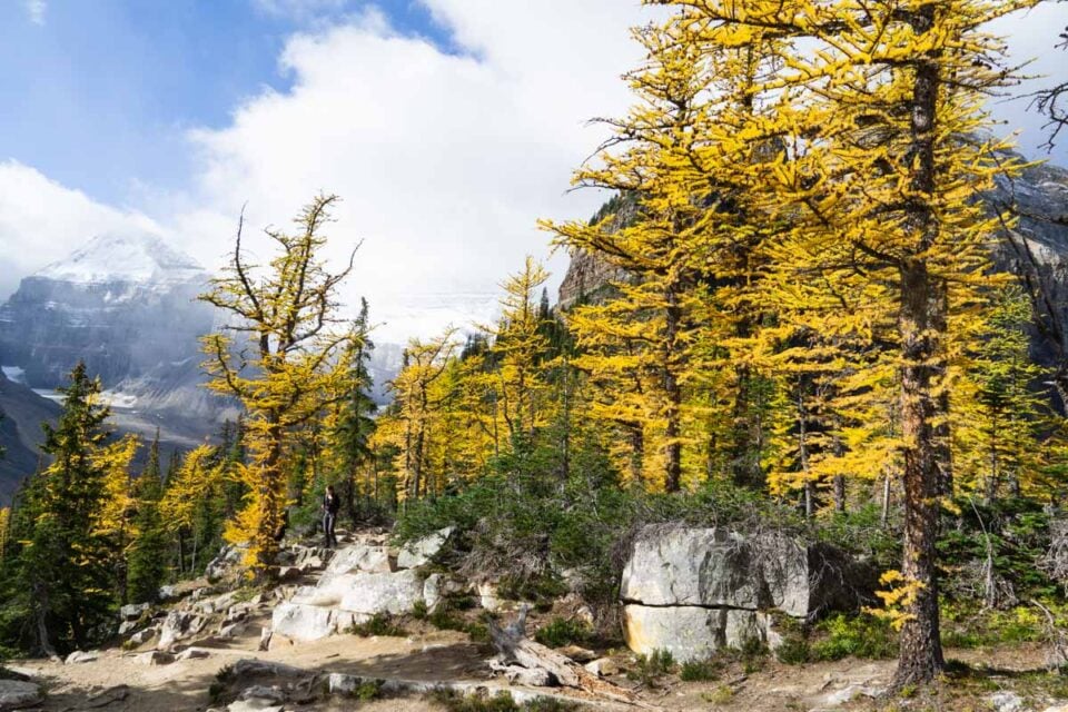 17 INCREDIBLE Larch Hikes in Banff National Park for 2025 - Travel ...