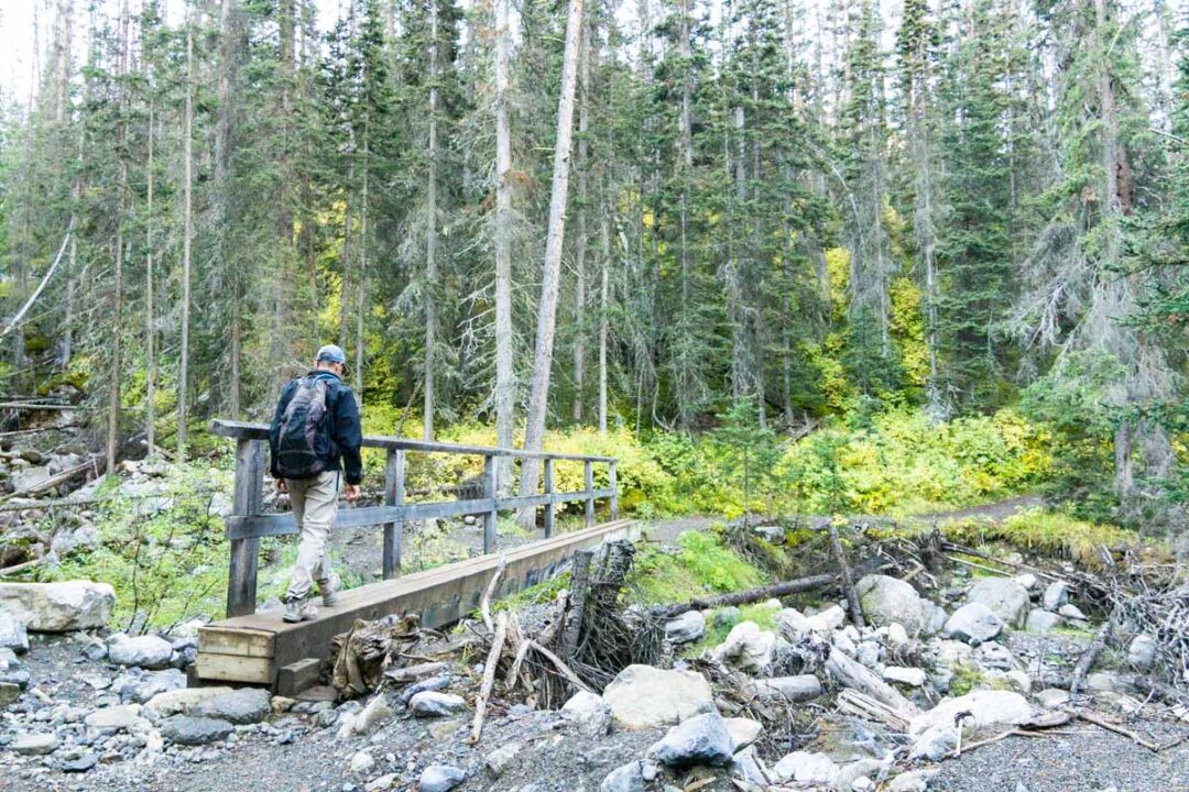 Healy Pass Trail in Banff National Park - Travel Banff Canada