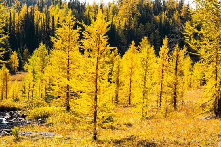 Visiting Banff in September: What You NEED to Know - Travel Banff Canada