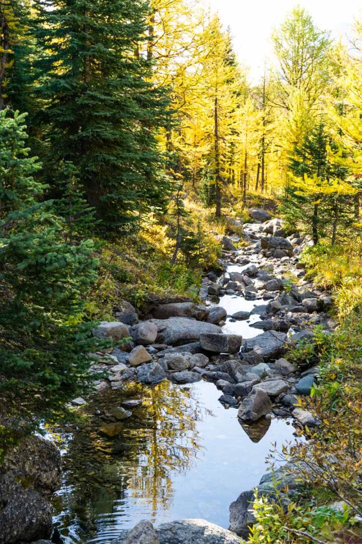 Healy Pass Trail in Banff National Park - Travel Banff Canada