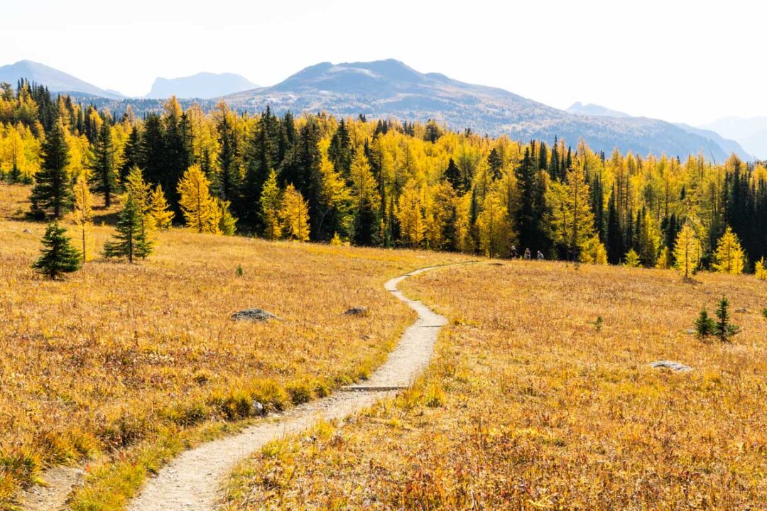Healy Pass Trail in Banff National Park - Travel Banff Canada
