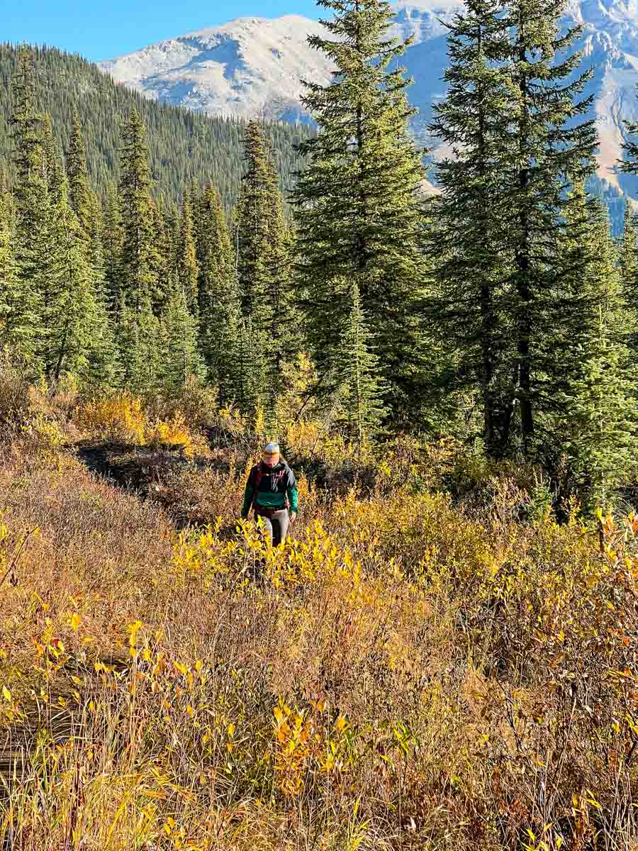 Healy Pass Trail in Banff National Park - Travel Banff Canada