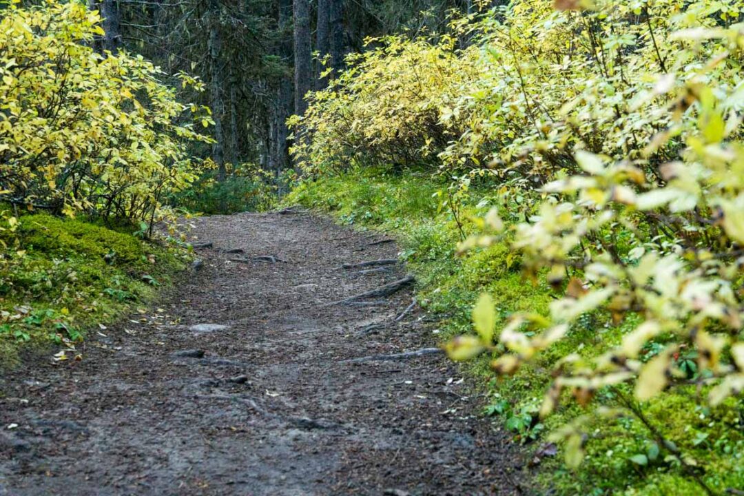 Healy Pass Trail in Banff National Park - Travel Banff Canada