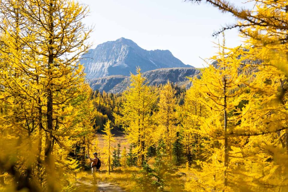 17 INCREDIBLE Larch Hikes in Banff National Park for 2024 - Travel ...