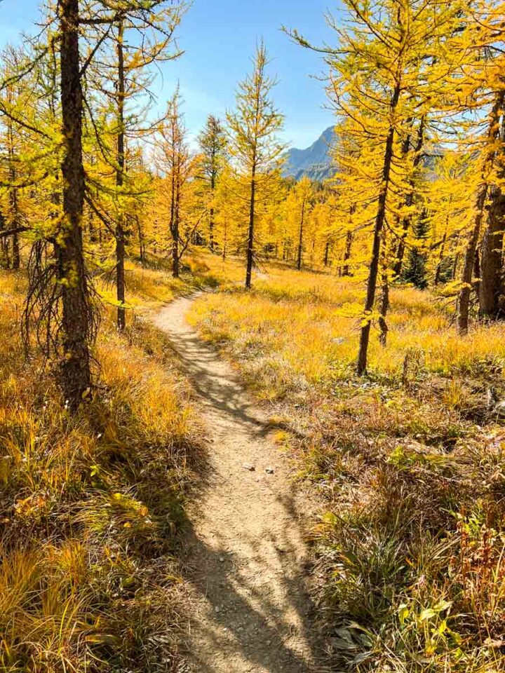 Healy Pass Trail in Banff National Park - Travel Banff Canada
