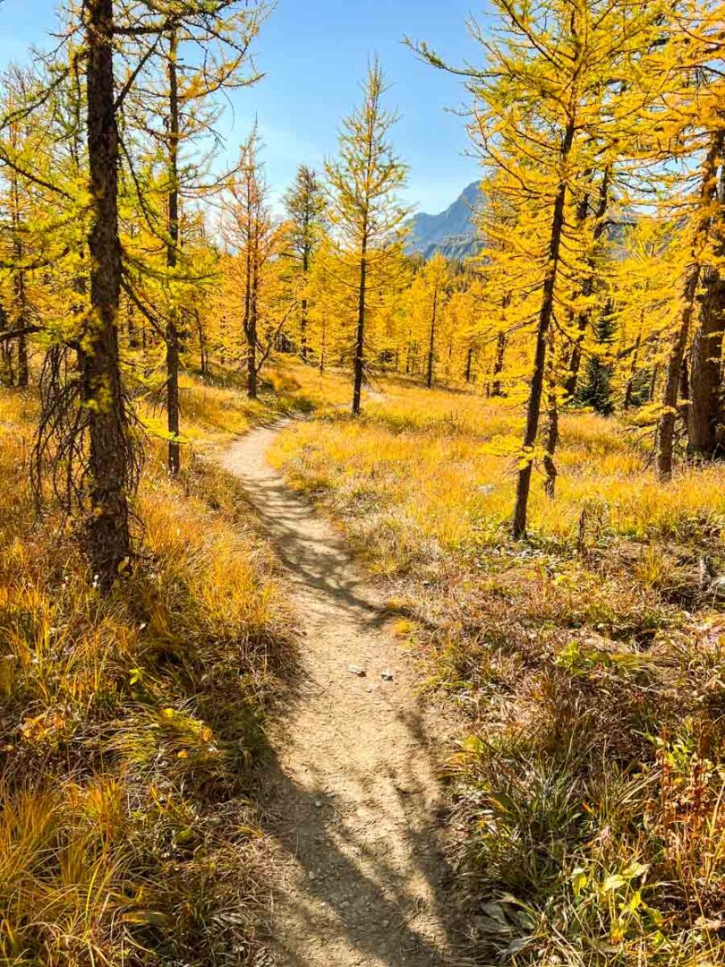 Healy Pass Trail in Banff National Park - Travel Banff Canada