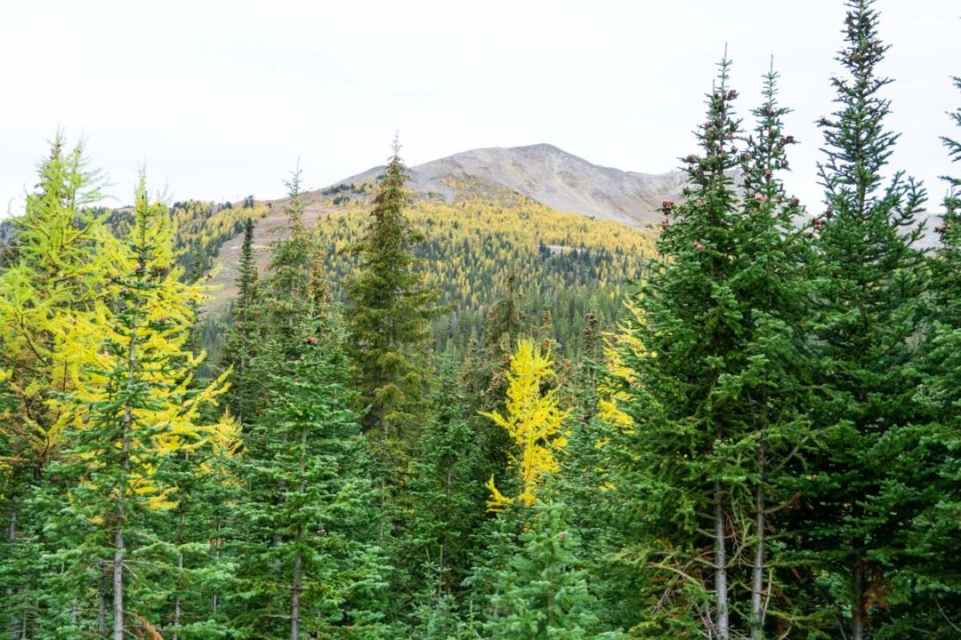Hidden Lake Trail – Banff National Park - Travel Banff Canada