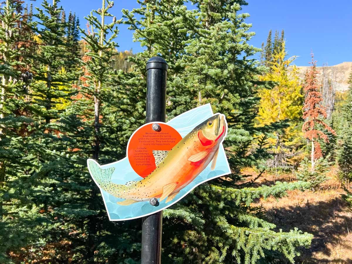 Hidden Lake Trail – Banff National Park - Travel Banff Canada