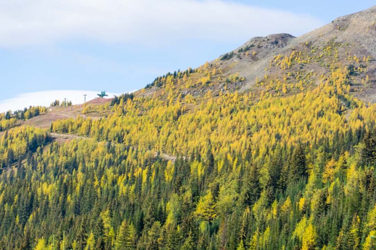 17 INCREDIBLE Larch Hikes in Banff National Park for 2025 - Travel ...