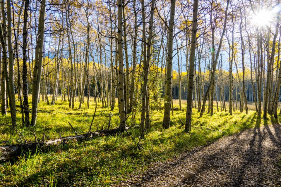 15 Kananaskis Fall Hikes (That Aren't Larch Hikes) - Travel Banff Canada