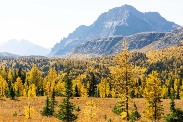 17 INCREDIBLE Larch Hikes in Banff National Park for 2025 - Travel ...