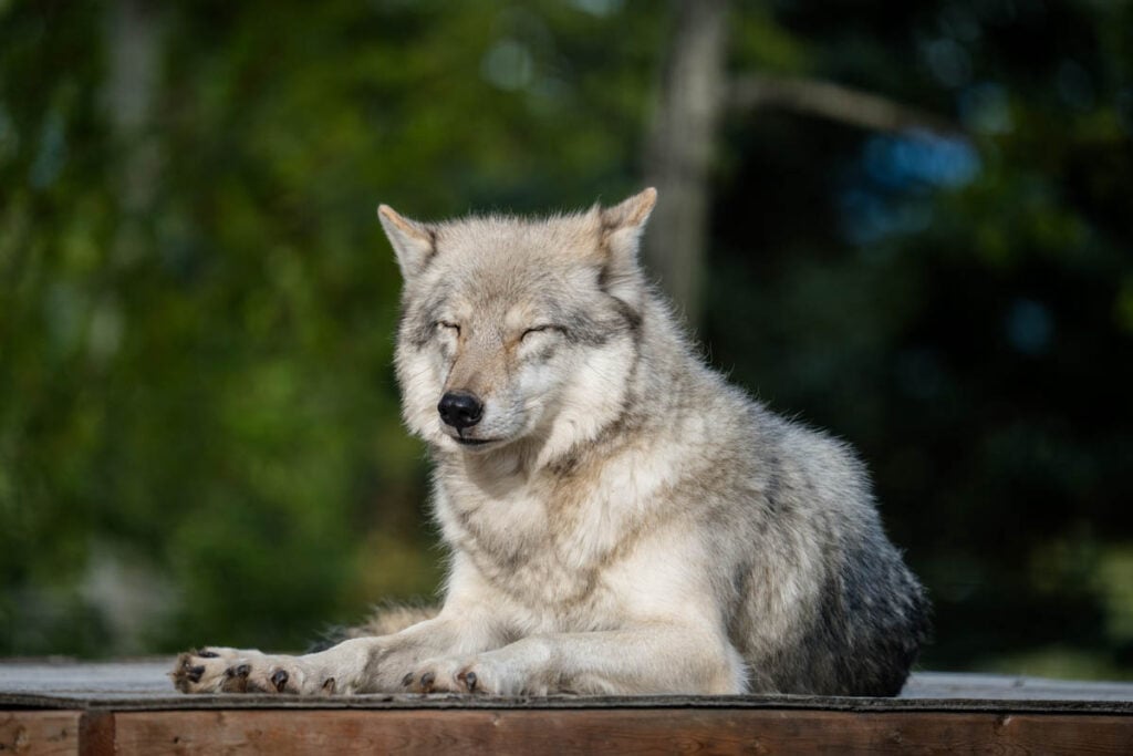 BEST Things to do in Canmore in Winter: A Guide By Locals - Travel ...