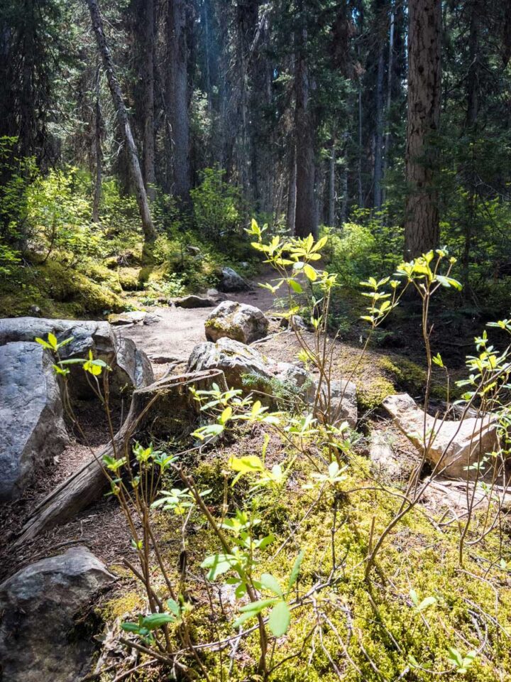 Fairview Lookout Hike - Travel Banff Canada