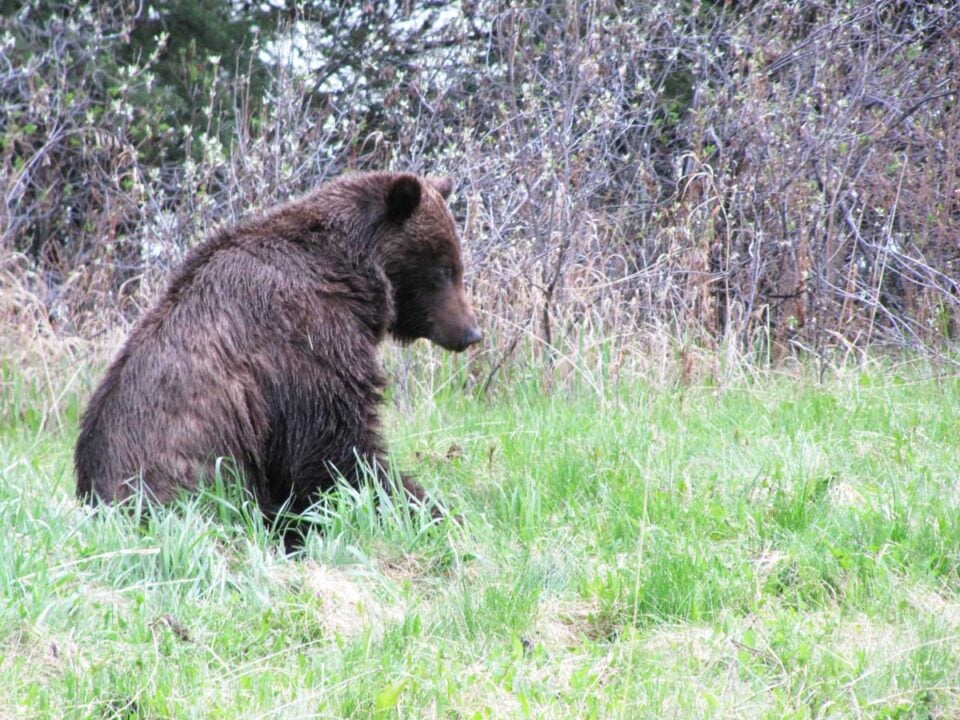 Banff Travel Tips: 30+ Things to Know BEFORE Traveling to Banff ...