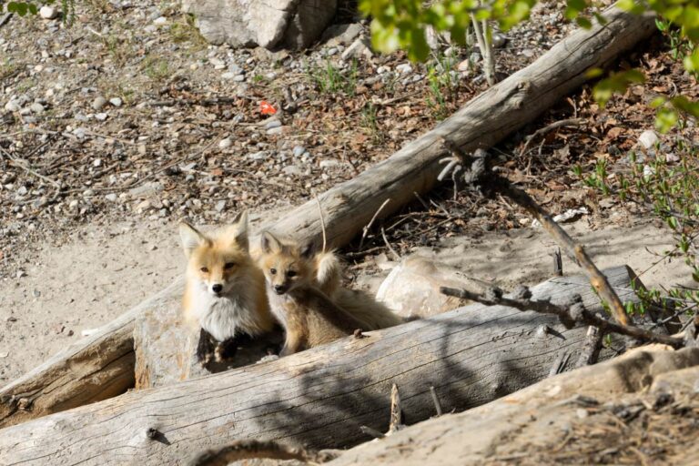 Find the Best Time to Visit Banff National Park - Travel Banff Canada