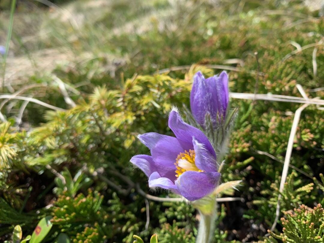 Your Ultimate Guide to Banff in May - Travel Banff Canada