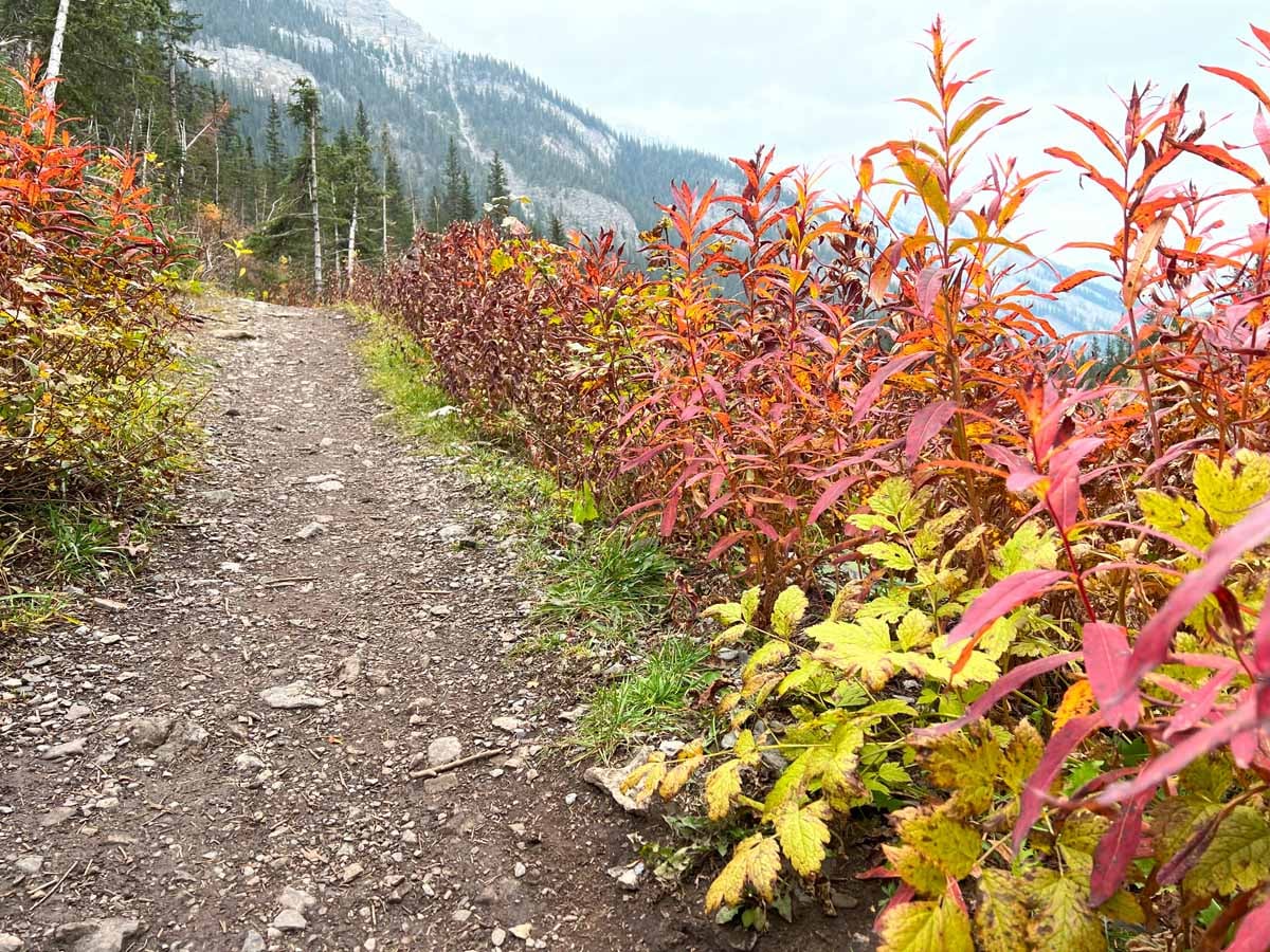 Bourgeau Lake Trail - Travel Banff Canada
