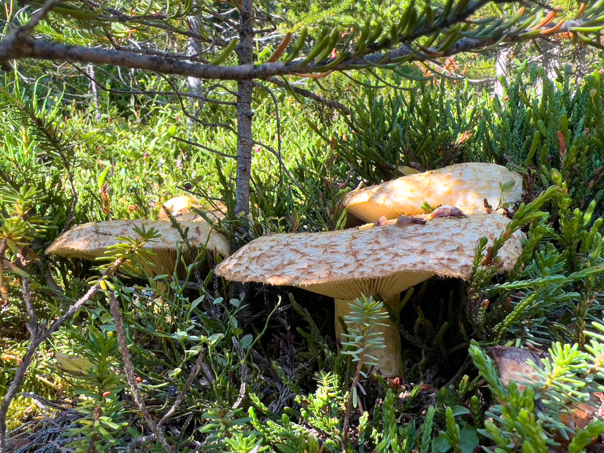 Bow Summit Trail - Travel Banff Canada