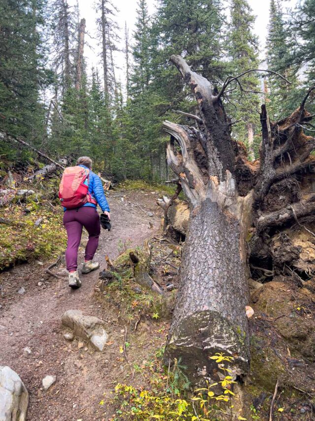 Burstall Pass Trail - Travel Banff Canada