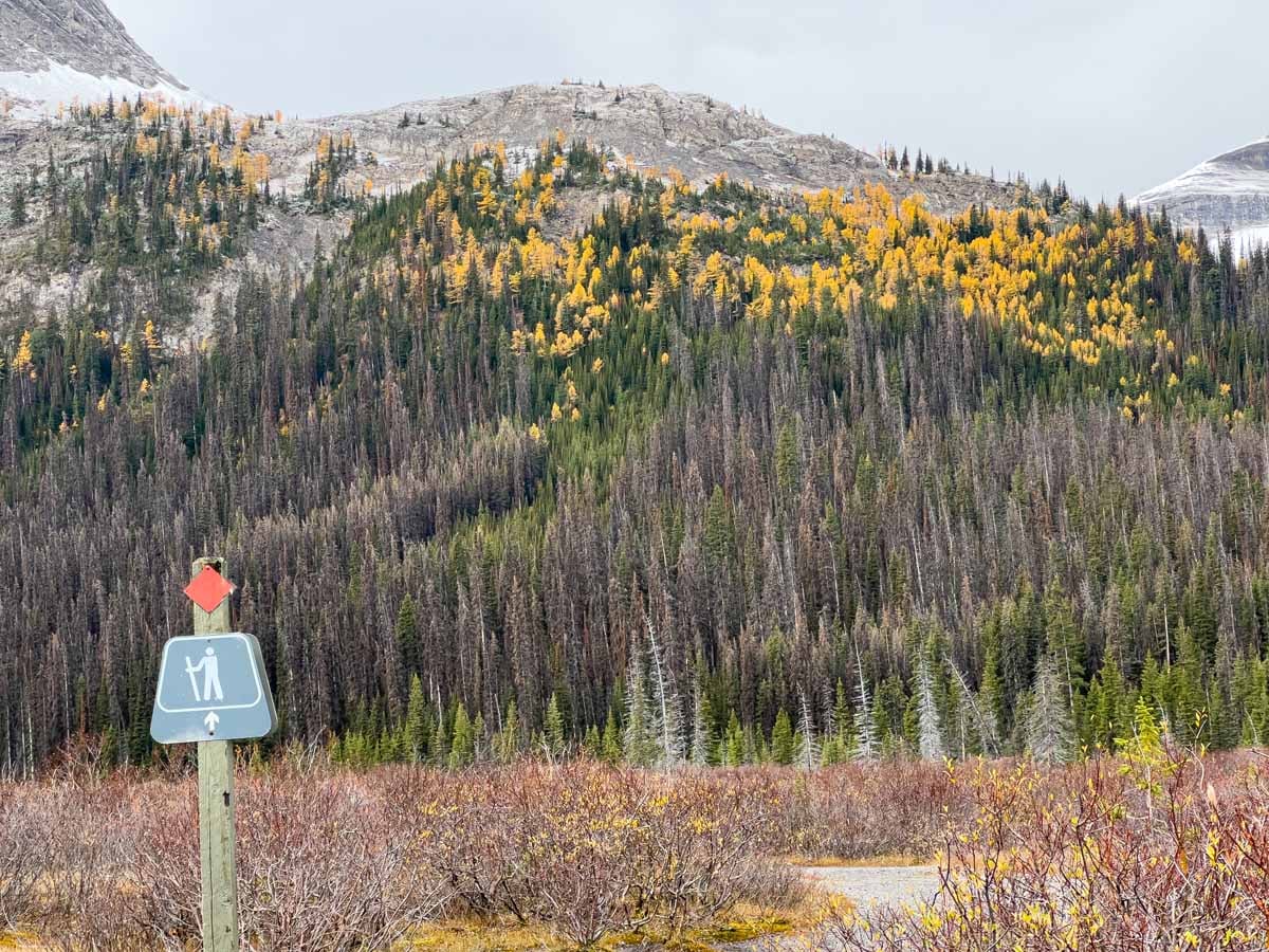 Burstall Pass Trail - Travel Banff Canada