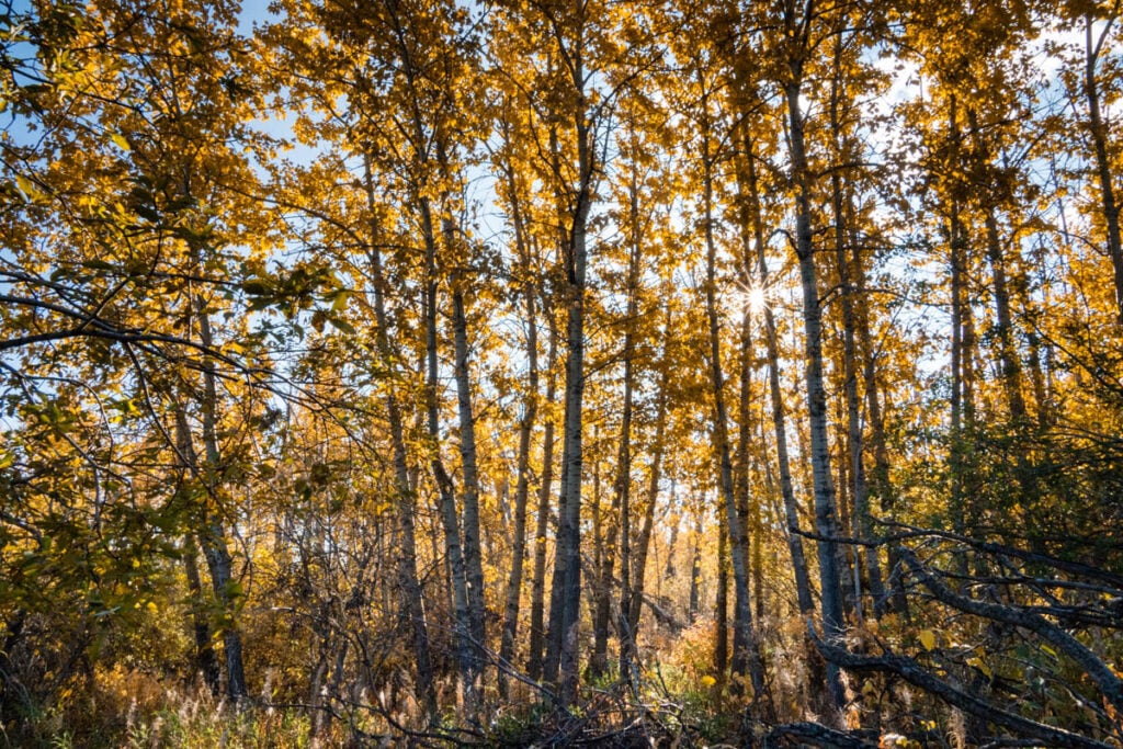 15 Kananaskis Fall Hikes (That Aren't Larch Hikes) - Travel Banff Canada