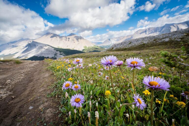 Parker Ridge Trail – Banff National Park - Travel Banff Canada