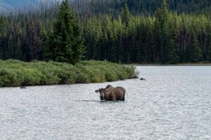7 Easy Hikes Near Jasper - Travel Banff Canada