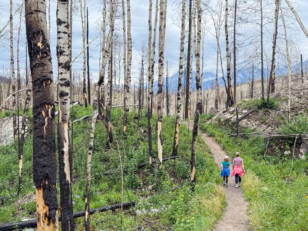 7 Easy Hikes Near Jasper - Travel Banff Canada