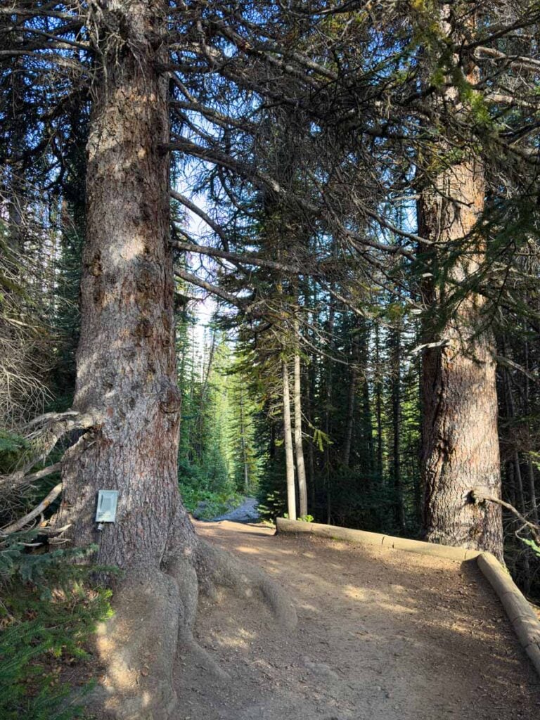 Parker Ridge Trail – Banff National Park - Travel Banff Canada